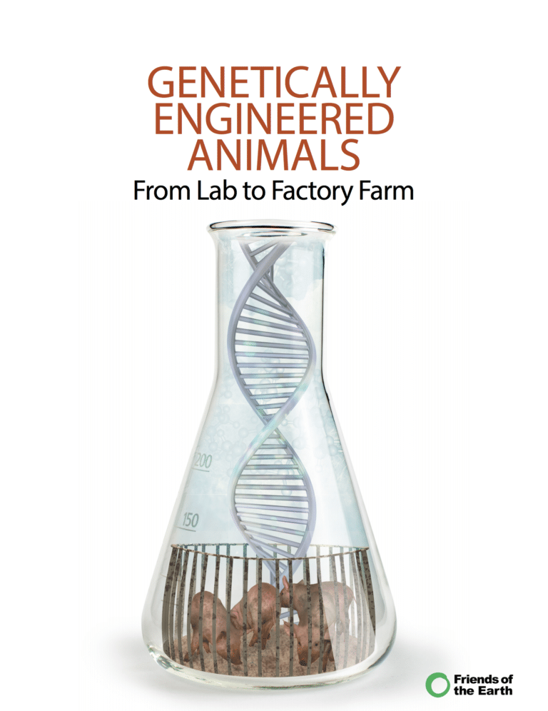 Genetically Engineered Animals: Lab to Factory Farm