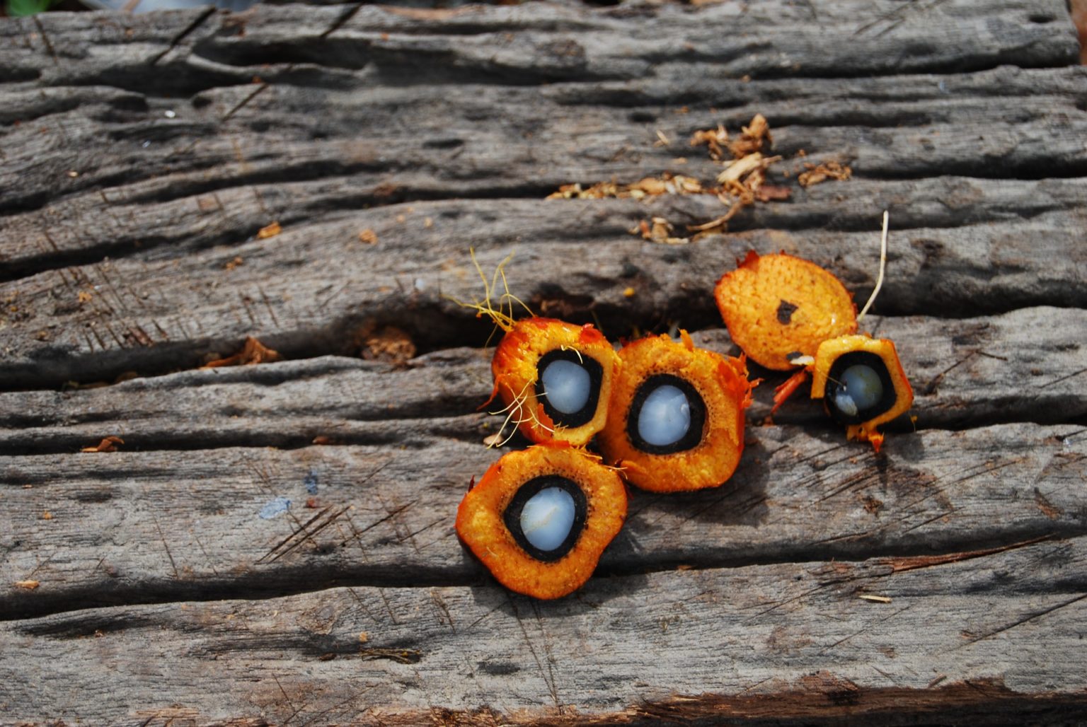 Forests and Forest Risk Commodities