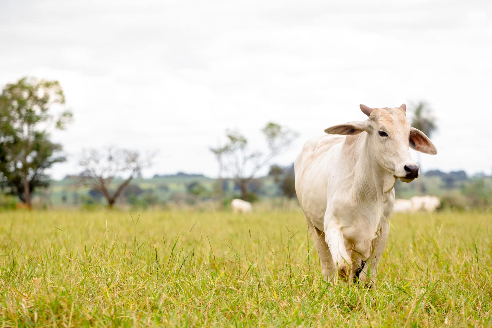 Forests and Forest Risk Commodities