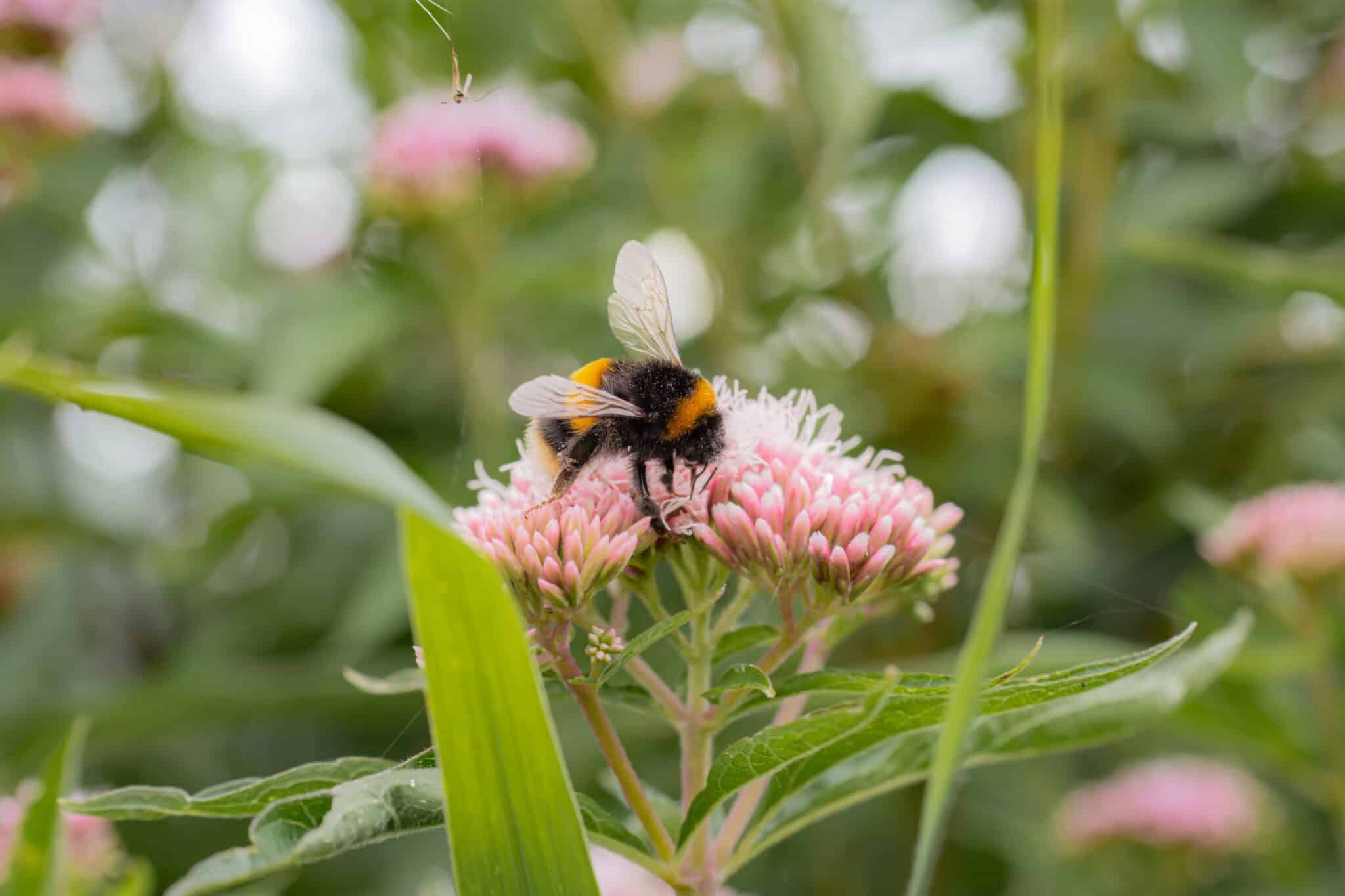 Bee Habitat Loss: What’s Disappearing — and Why It Matters • Friends of ...