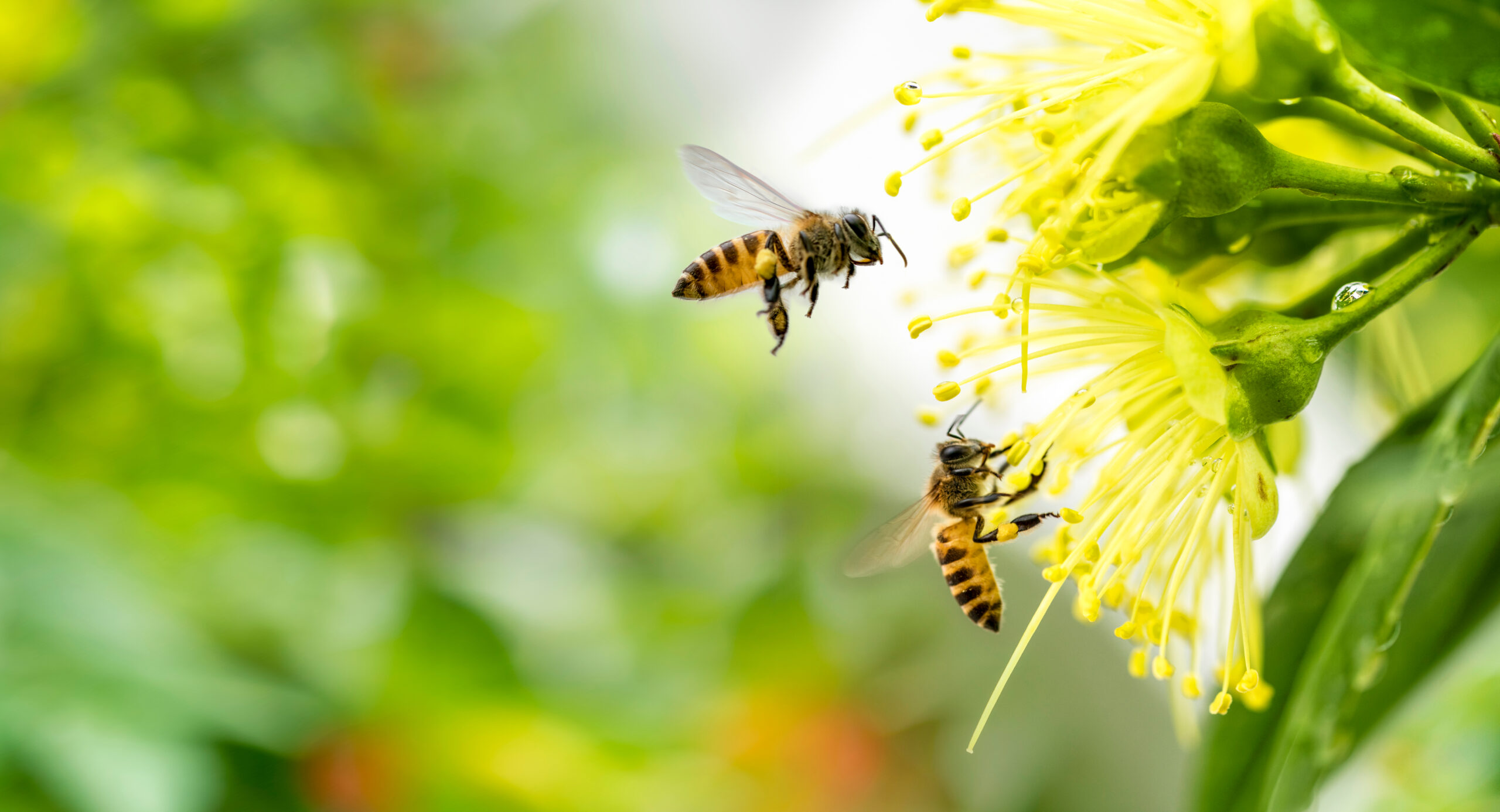 Why are Bees Important? • Friends of the Earth
