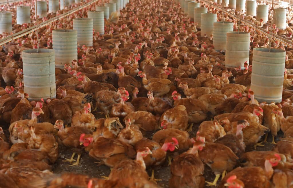 What Are CAFOs? • Friends of the Earth