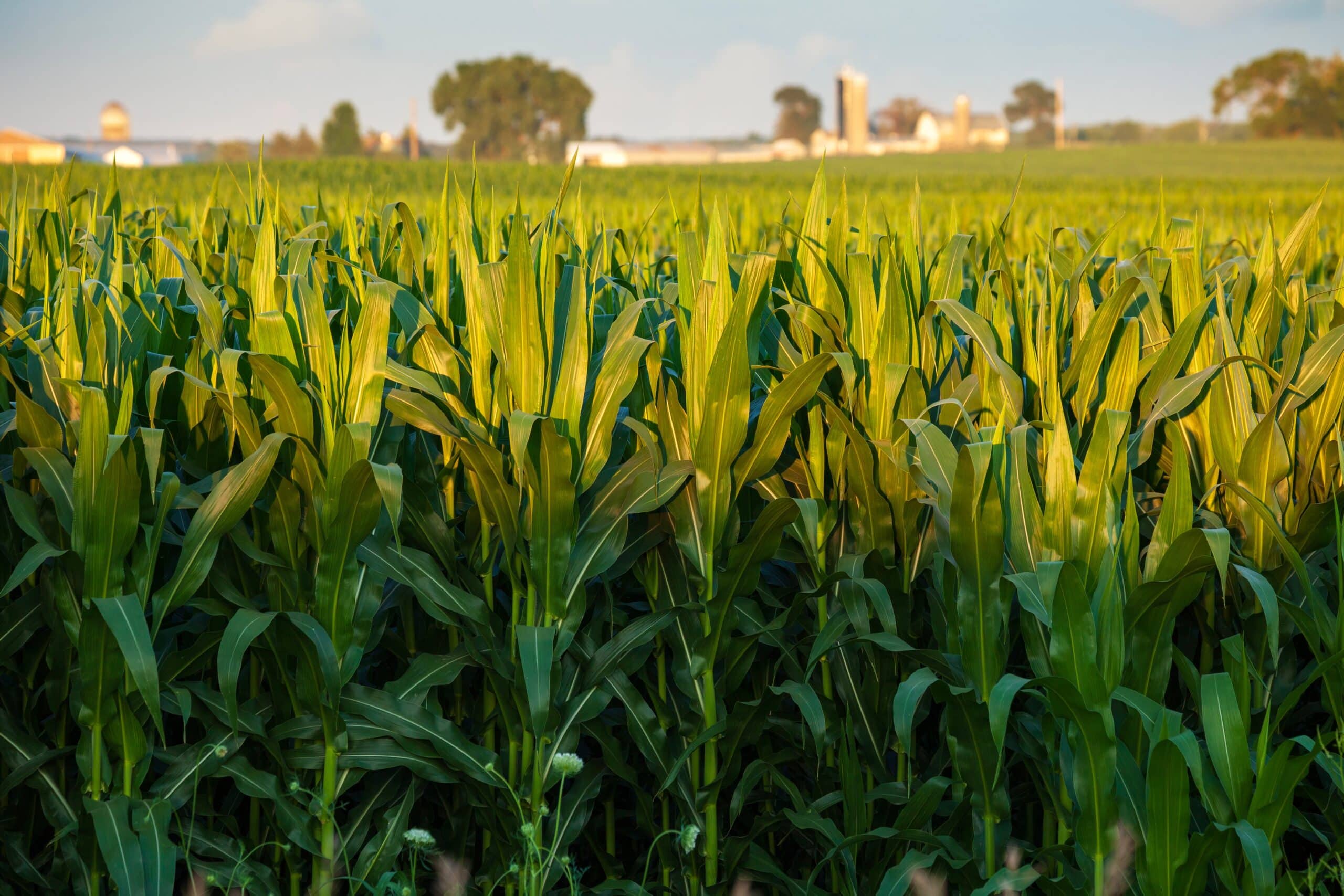 New Corporate Welfare Farm Bill Stuffed with Poison Pills • Friends of ...